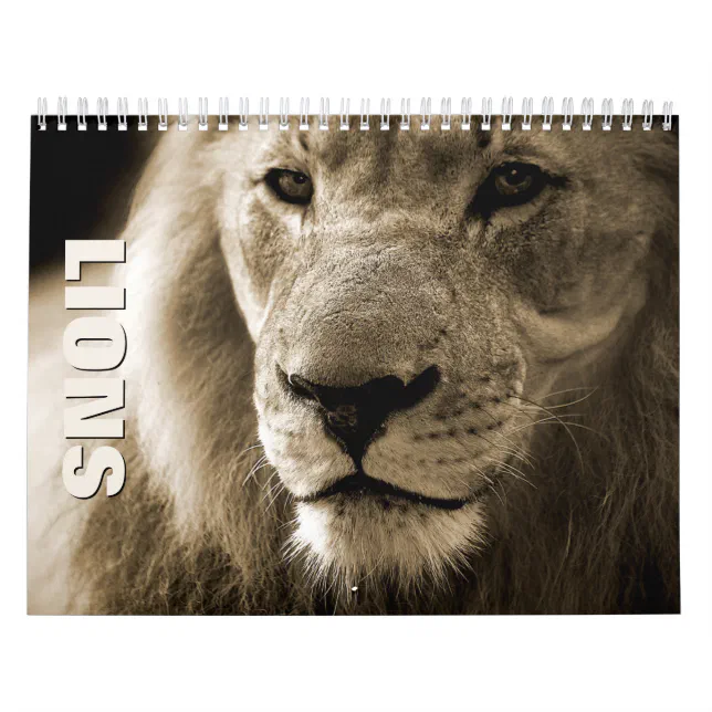 Lions [1] Wall Calendar | Zazzle