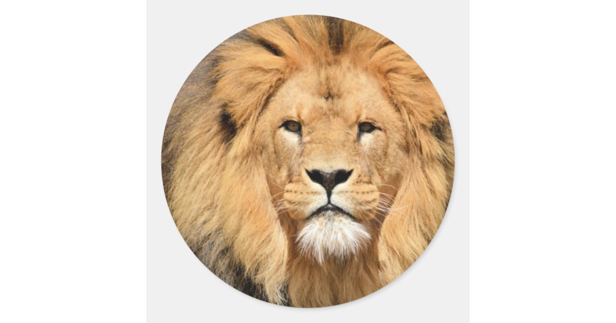 Lions Head Classic Round Sticker | Zazzle