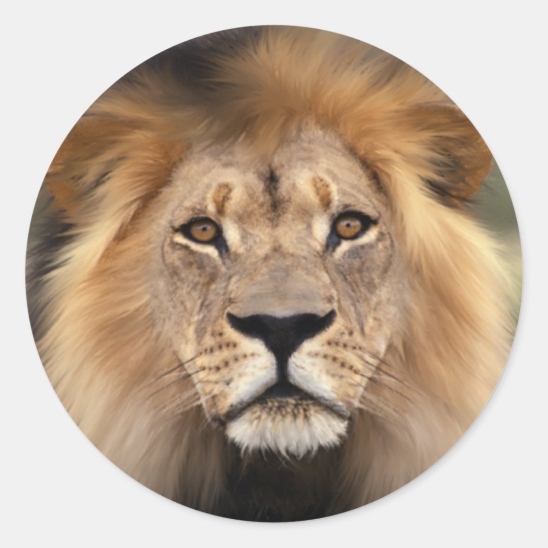 Lions Photograph Classic Round Sticker | Zazzle