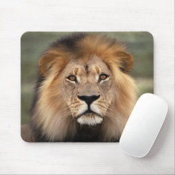 Lions Photograph Mouse Pad | Zazzle