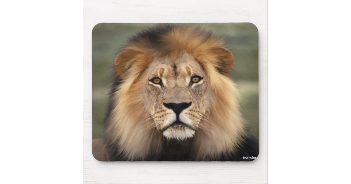 Lions Photograph Mouse Pad | Zazzle