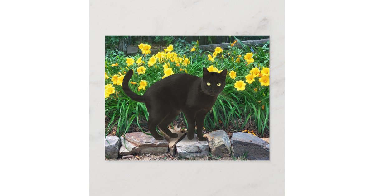 "Little Bear" Postcard | Zazzle