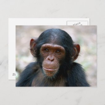 Little Chimp Postcard | Zazzle