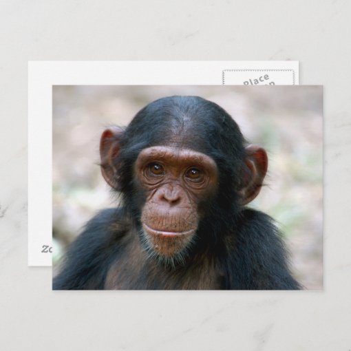 Little Chimp Postcard | Zazzle