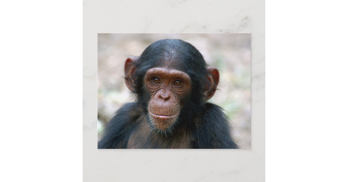 Little Chimp Postcard | Zazzle