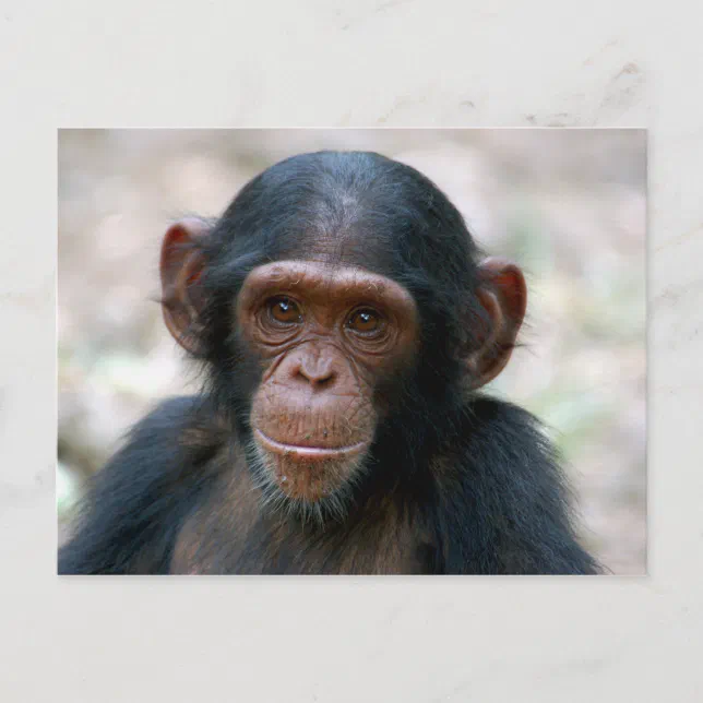 Little Chimp Postcard | Zazzle
