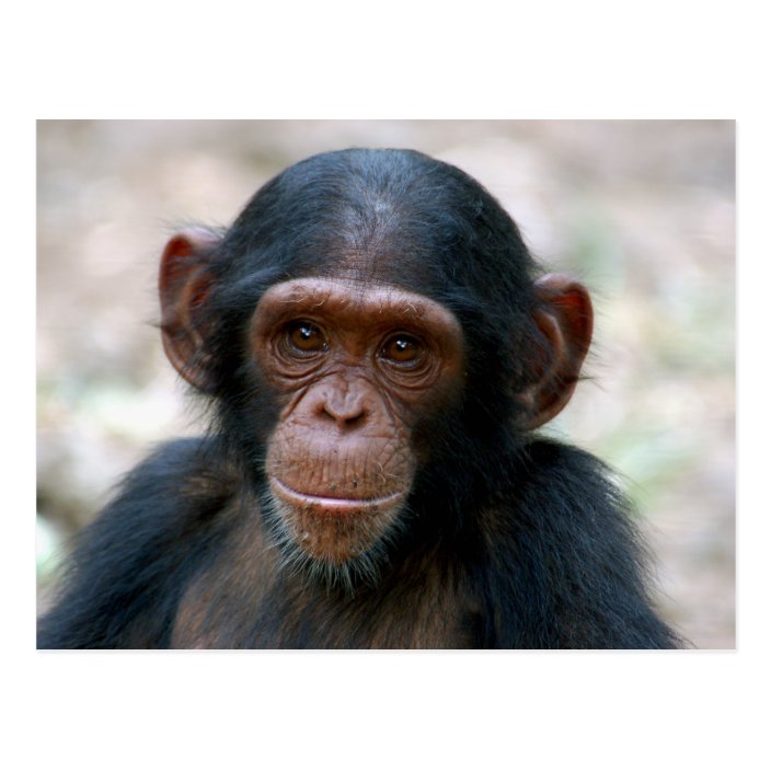Little Chimp Postcard | Zazzle.com