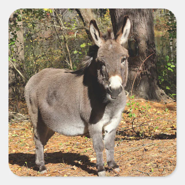 Little Donkey Square Sticker | Zazzle