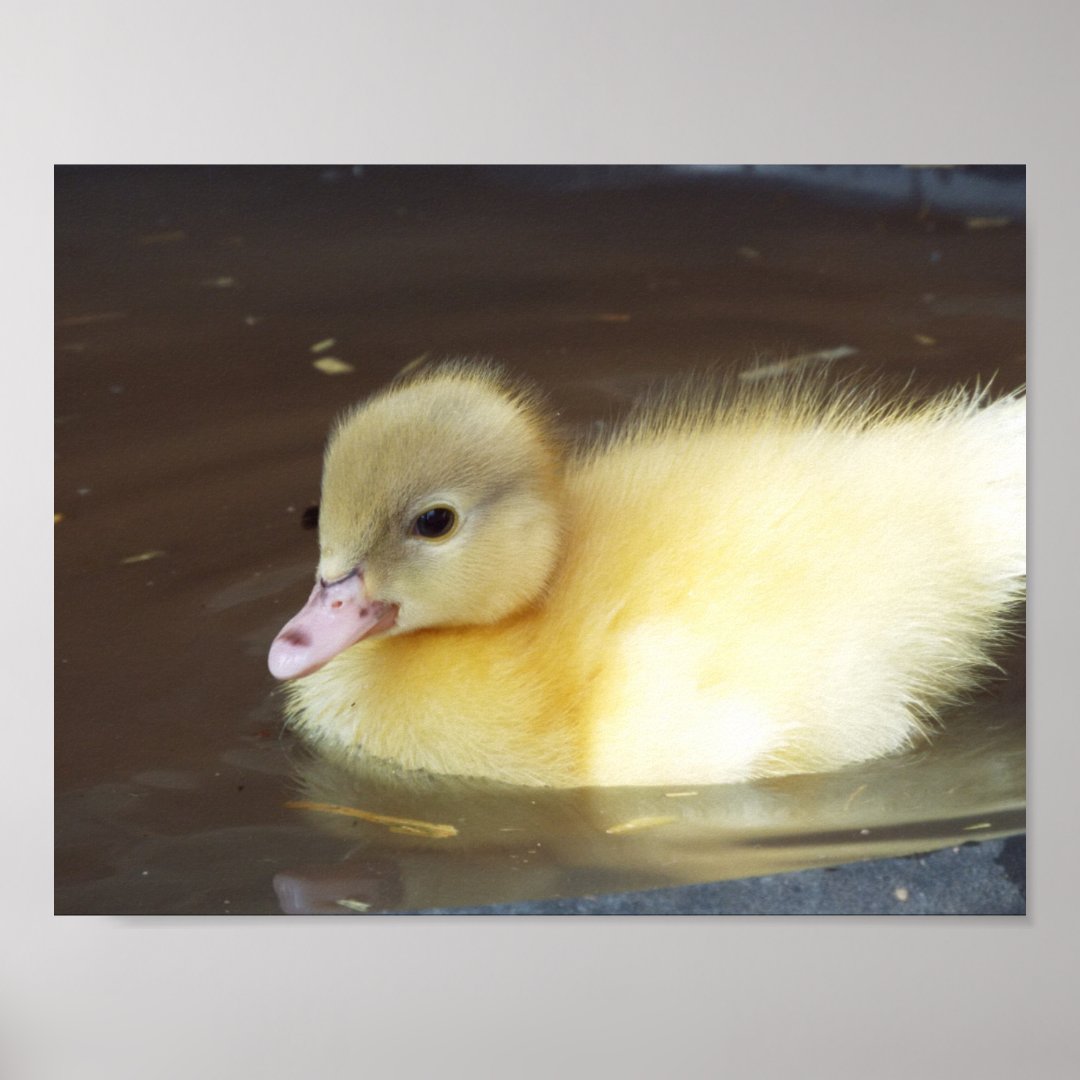 Little Duck Poster | Zazzle
