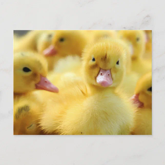 Little Ducks Postcard | Zazzle