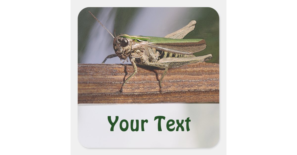 Little Green Grasshopper Name Gift Tag Bookplate | Zazzle