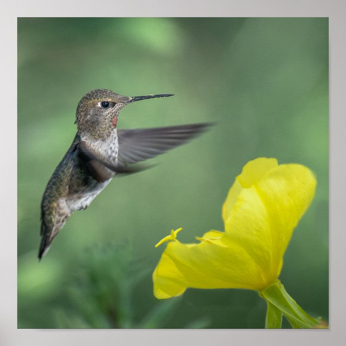 Little hummingbird with yellow flower poster | Zazzle.com