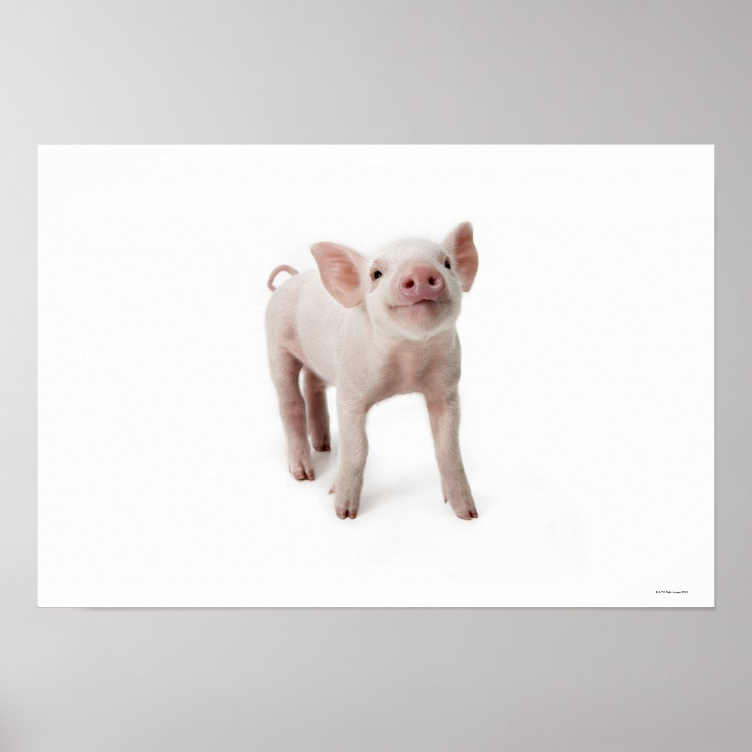 Little Piglet Poster | Zazzle
