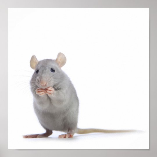 Little rat poster | Zazzle.com