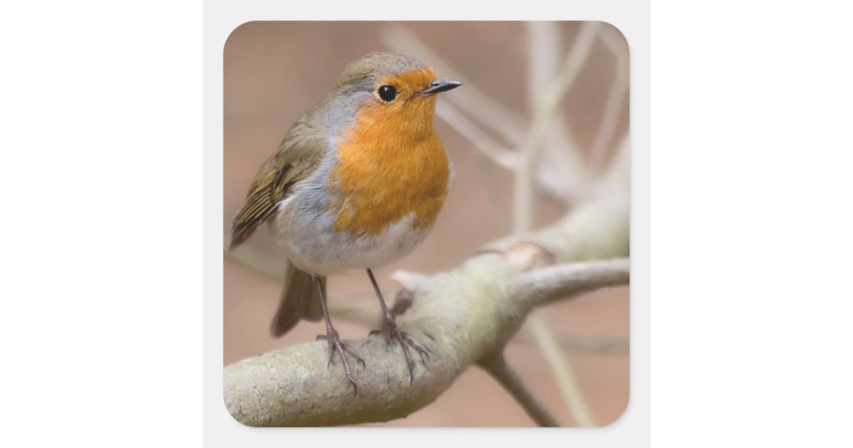 Little red robin square sticker | Zazzle