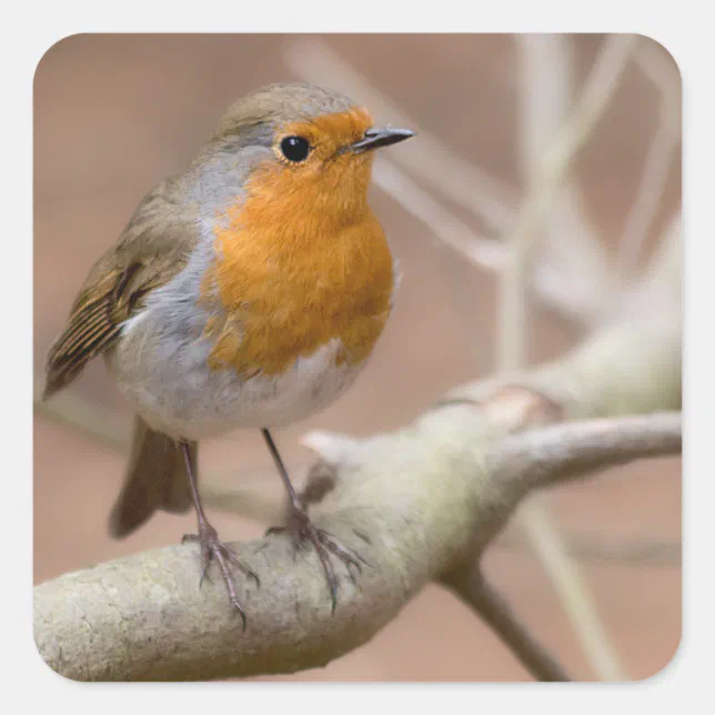 Little red robin square sticker | Zazzle