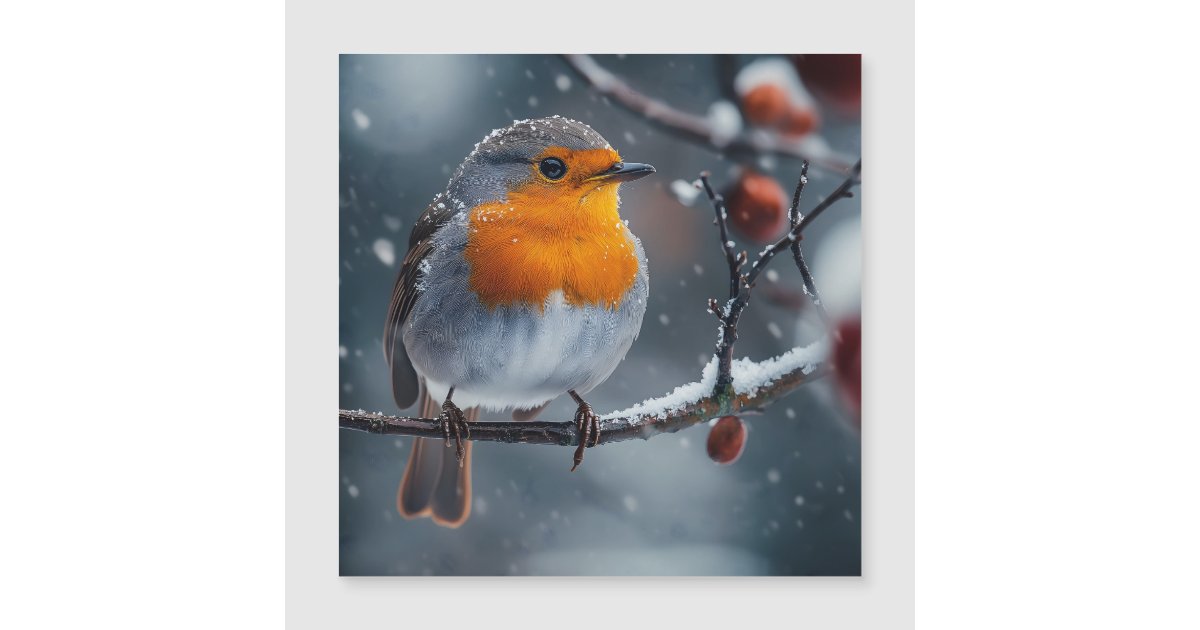 Little robin bird sitting on a branch at winter | Zazzle