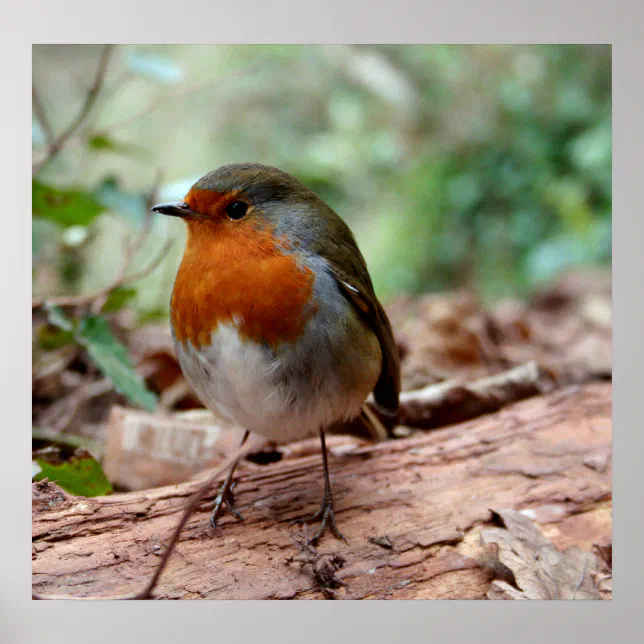 Little Robin Poster | Zazzle