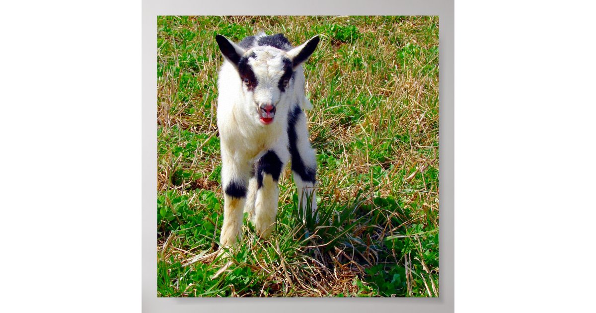 Little Spot Poster | Zazzle