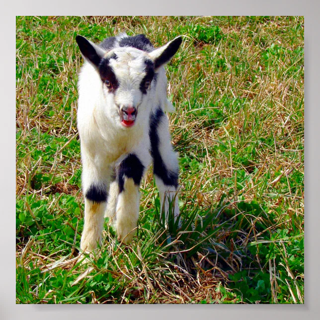 Little Spot Poster | Zazzle