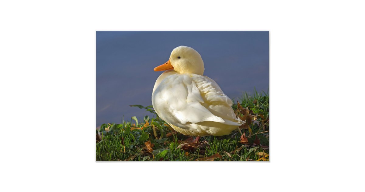 Little White Duck Photo Print | Zazzle