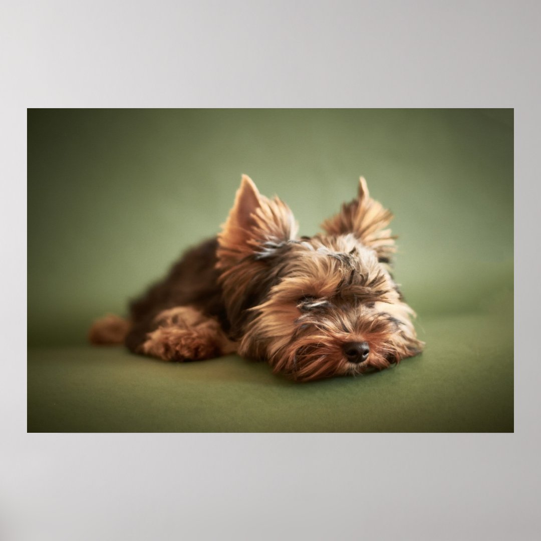 Little Yorkie Poster | Zazzle