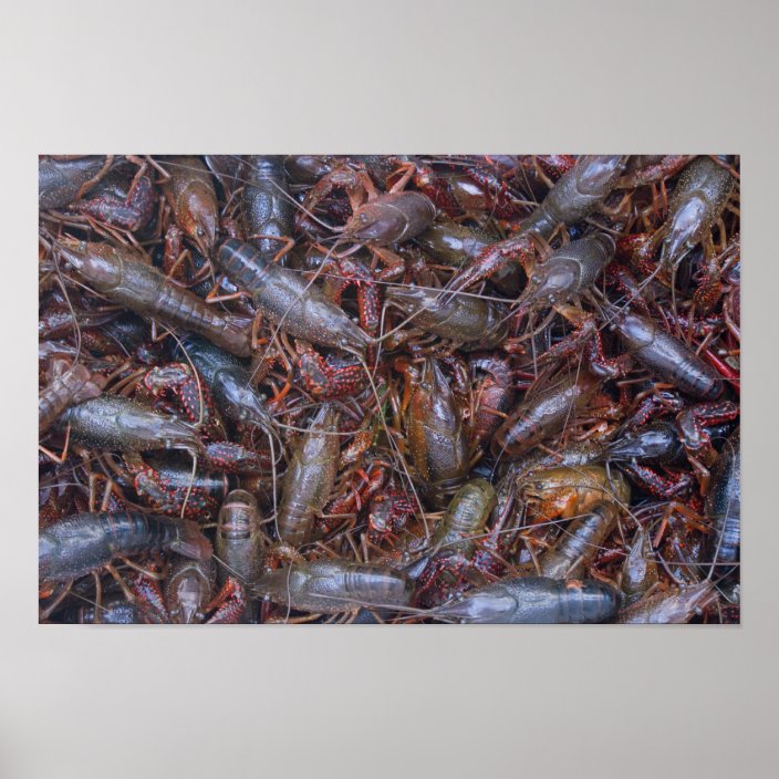 live crawfish poster | Zazzle.com