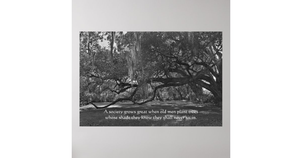 Live Oak Trees Proverb Poster Print | Zazzle