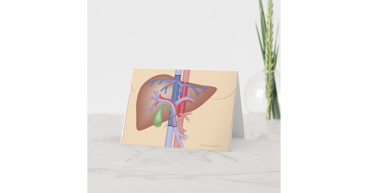 Liver Transplant Procedure Card | Zazzle