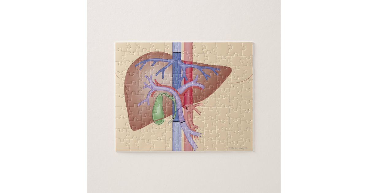 Liver Transplant Procedure Jigsaw Puzzle | Zazzle