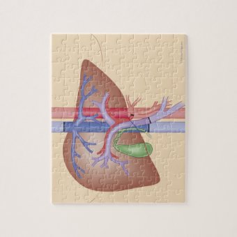 Liver Transplant Procedure Jigsaw Puzzle | Zazzle