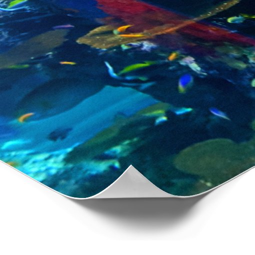 Living Coral Reef with Fish Poster | Zazzle