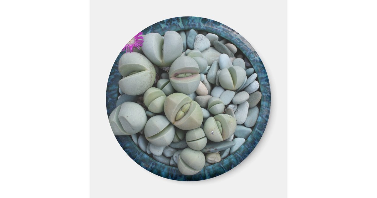 Living rocks magnet | Zazzle