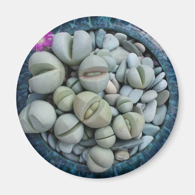 Living rocks magnet | Zazzle