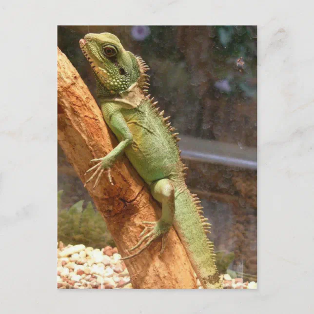 Lizard Climbing a Tree Postcard | Zazzle