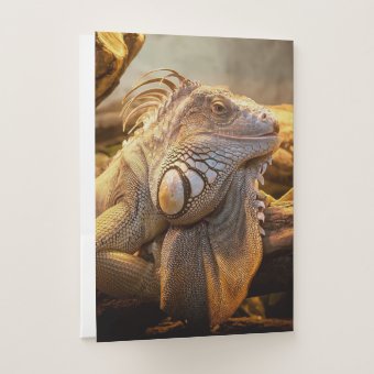 Lizard Pocket Folder | Zazzle