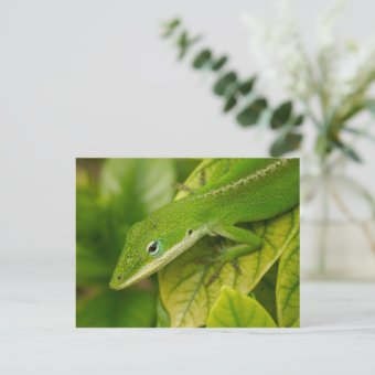 Lizard Postcard 01 | Zazzle