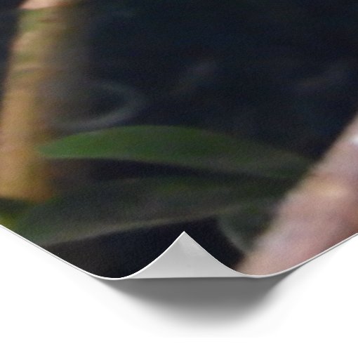 Lizard, Reptile, Chameleon, Nature Wall Poster | Zazzle