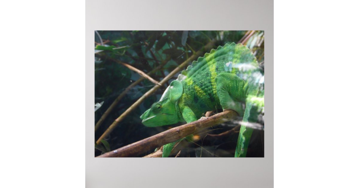 Lizard, Reptile, Chameleon, Nature Wall Poster | Zazzle