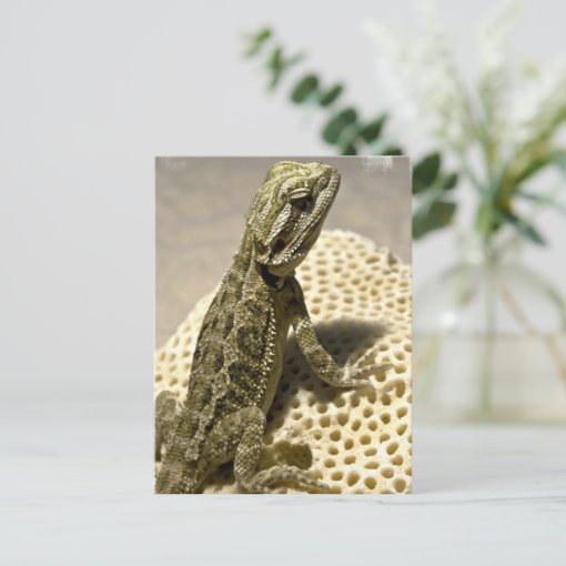 Lizard Species Postcard | Zazzle