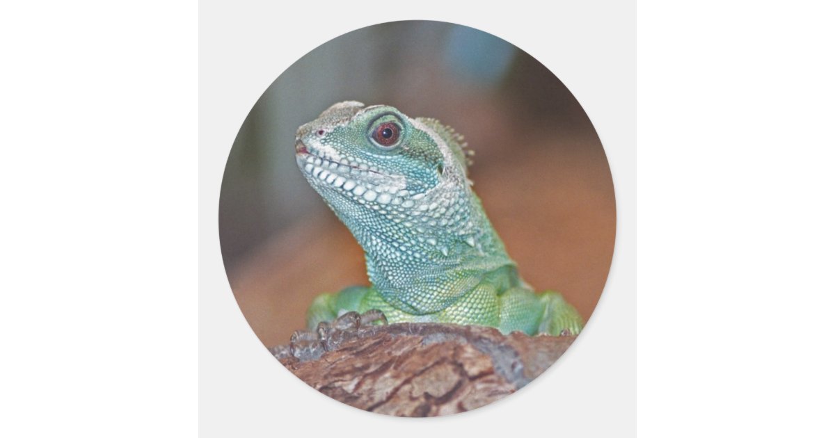 Lizard stickers | Zazzle