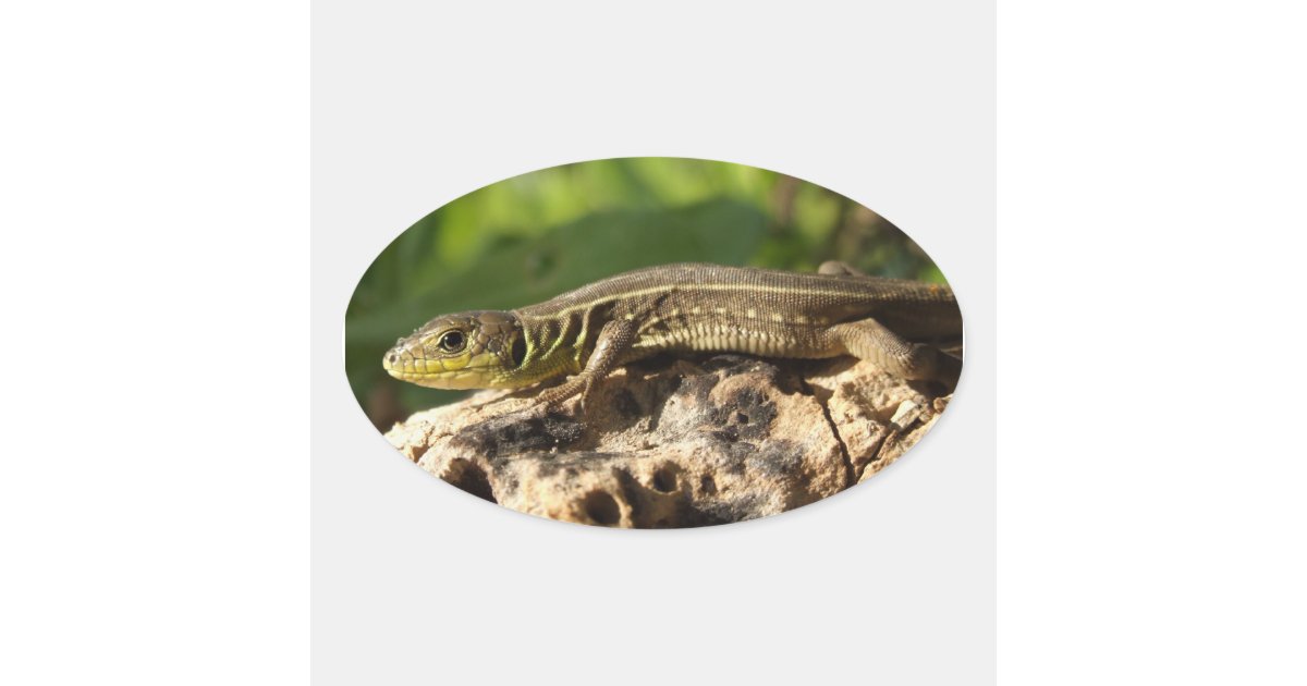 Lizard Stickers | Zazzle