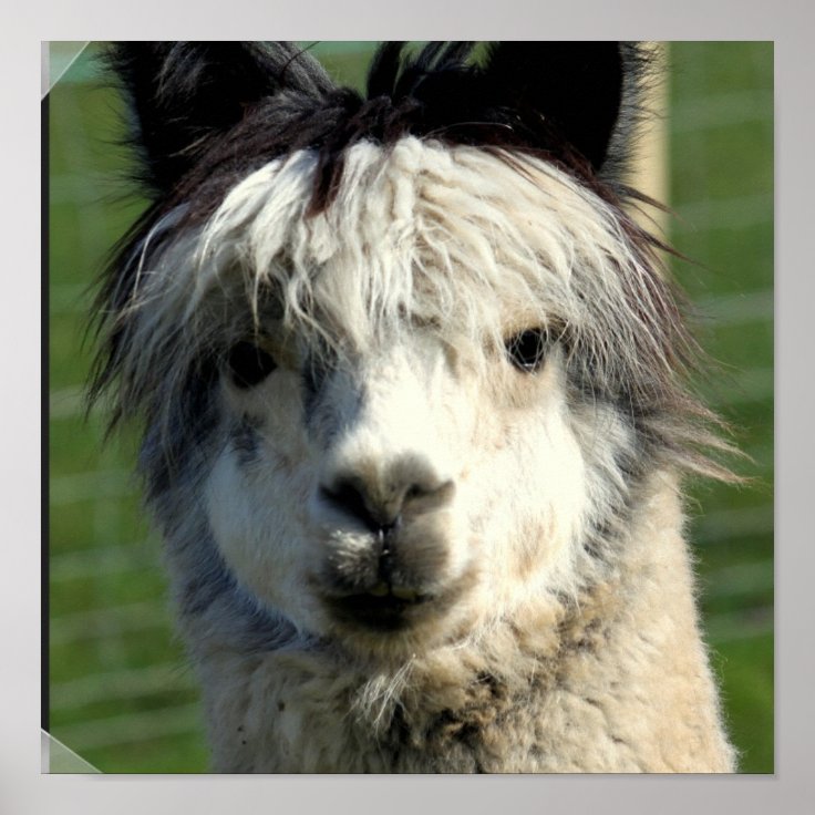 Llama Face Poster | Zazzle