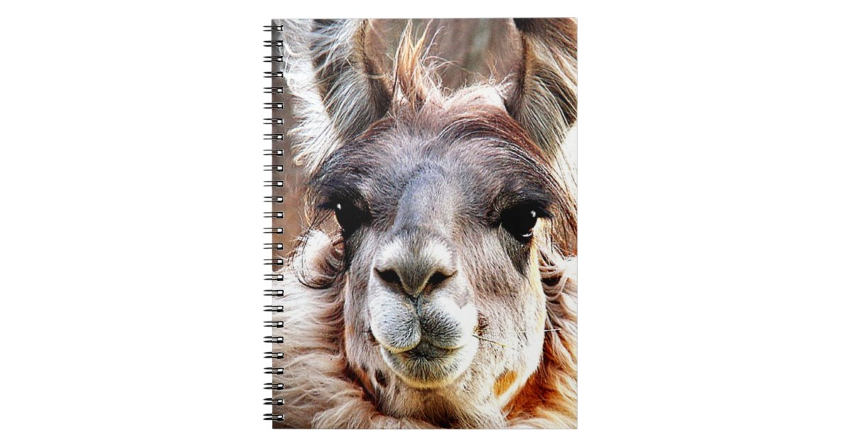Llama Notebook | Zazzle