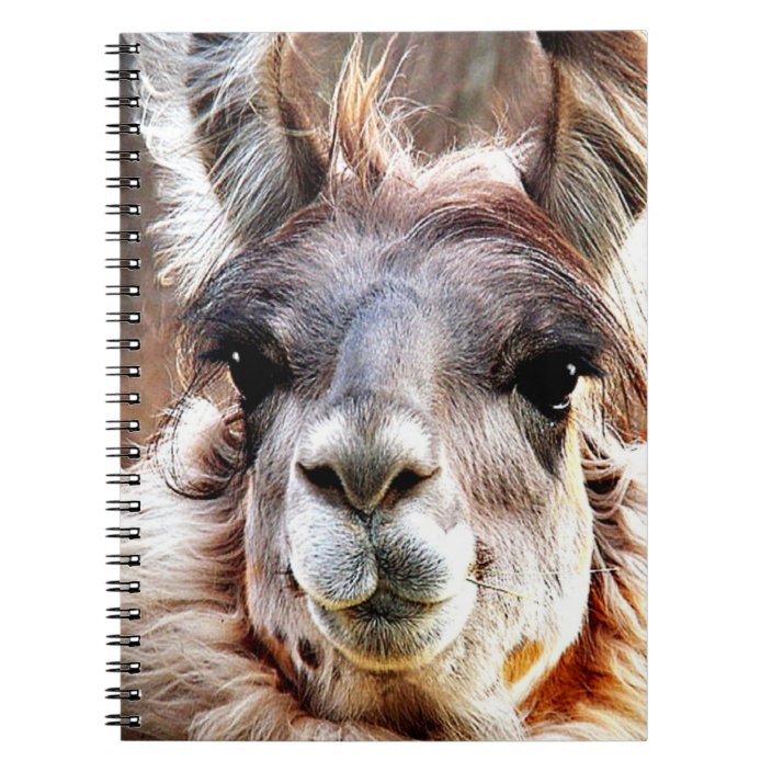 Llama Notebook | Zazzle.com