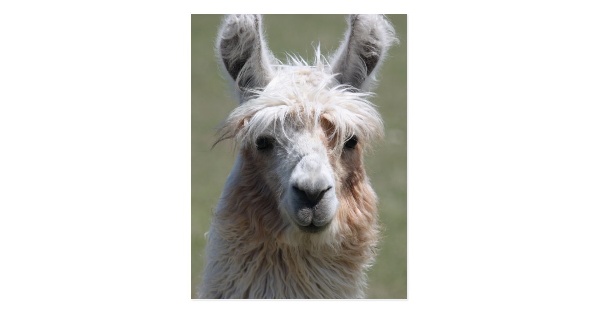 Llama Postcard | Zazzle.com