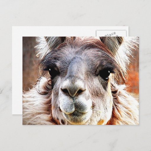 Llama Postcard | Zazzle