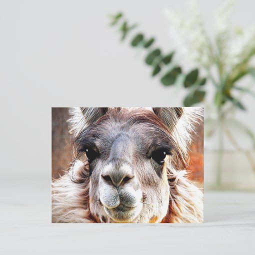 Llama Postcard | Zazzle