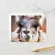 Llama Postcard | Zazzle