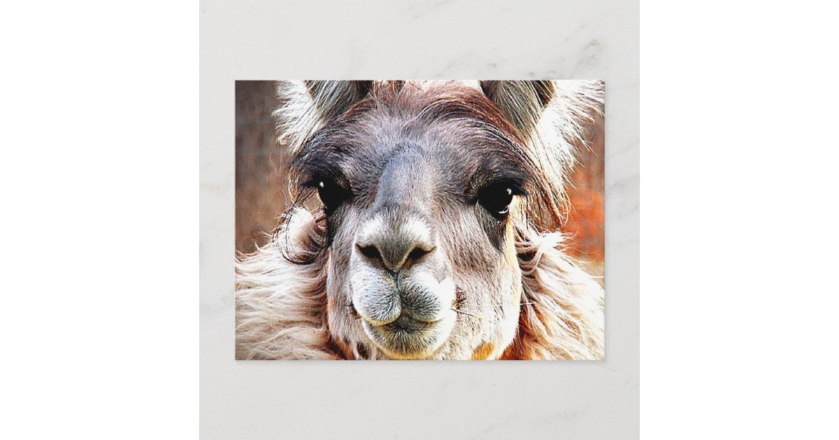 Llama Postcard | Zazzle